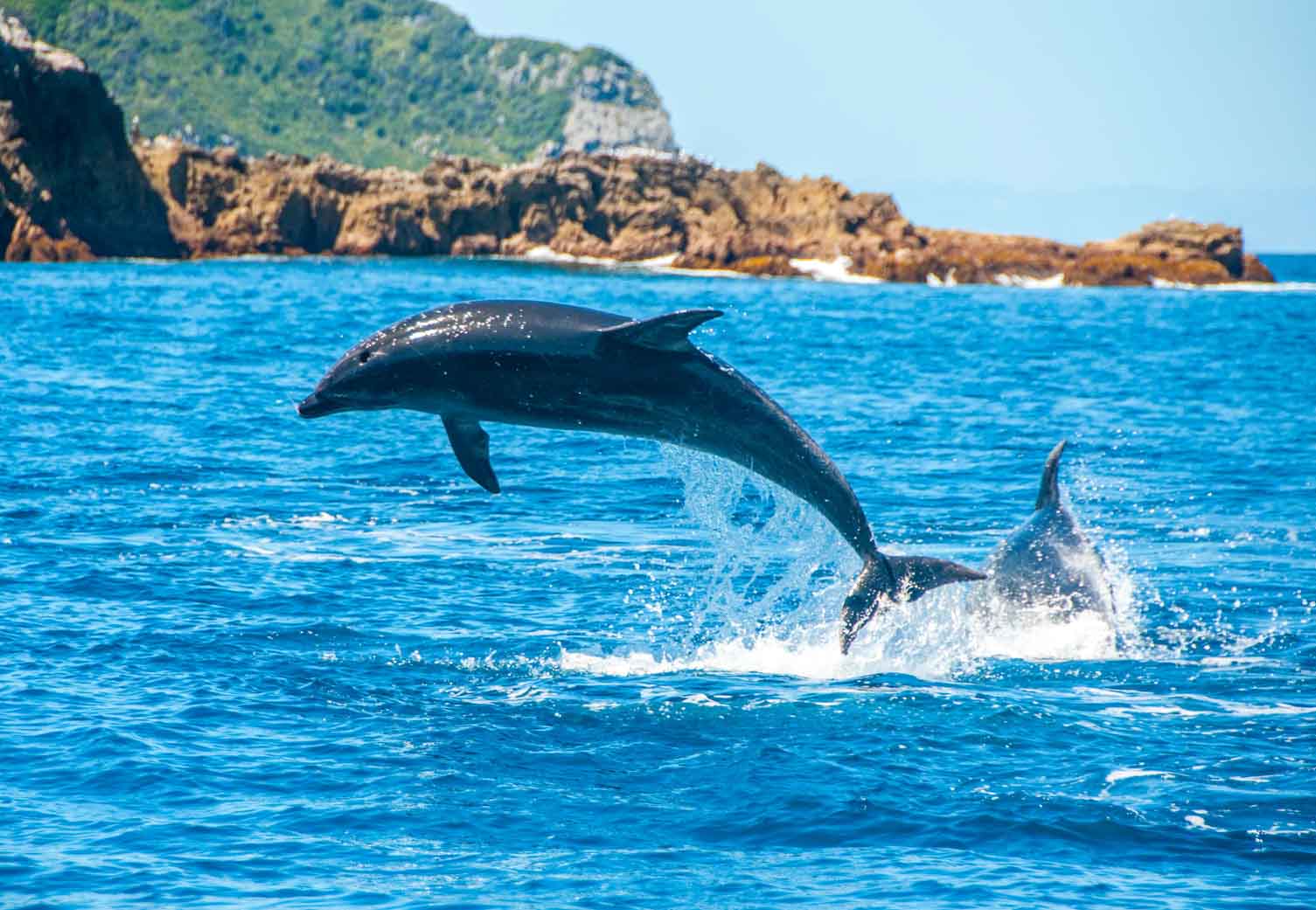 Dolphins 4 Dfish - Fish Care