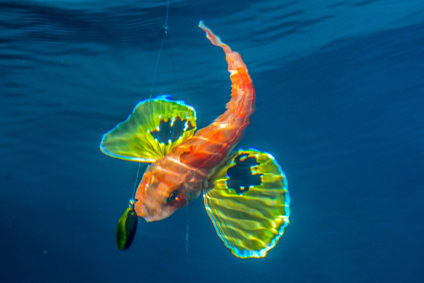 Techniques - Fish Care