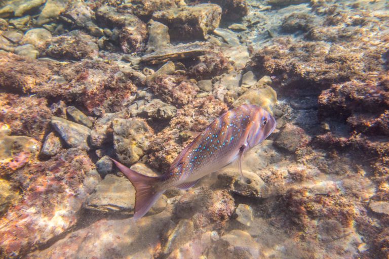 Why do we fish in spawning season? - Fish Care