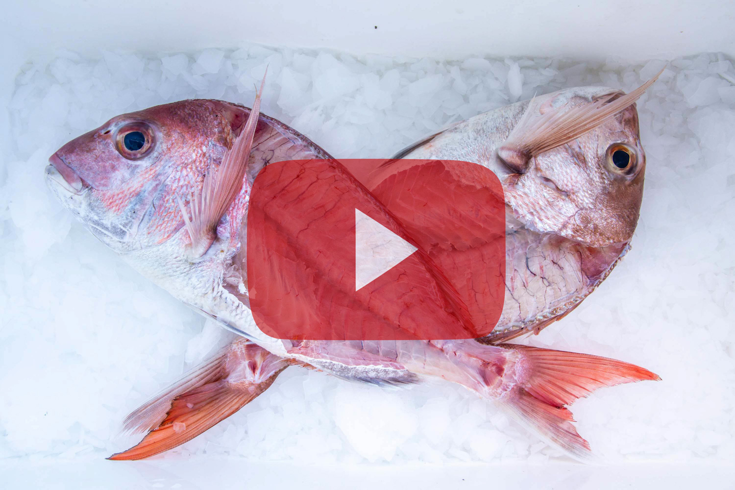 Utilisation Part 1 - Fish Care