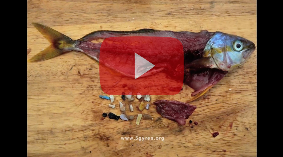 Minimising your impact on the ocean Part 1 - Fish Care