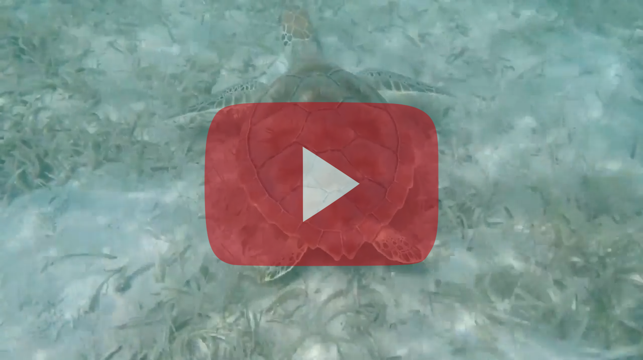 Sea turtle conservation in New Zealand - Fish Care