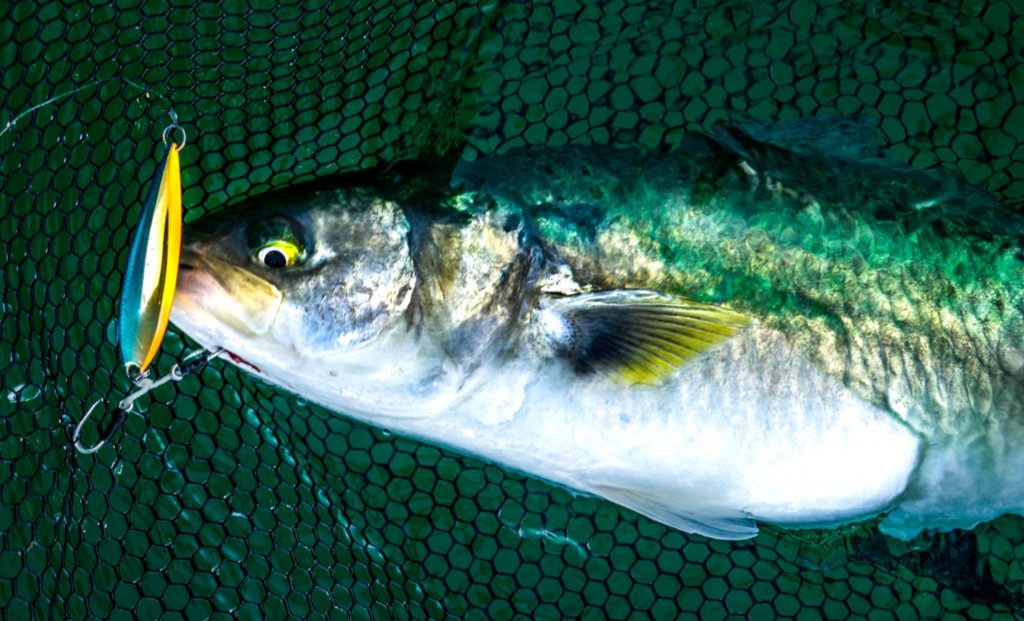 Principle 1 - Reducing Wastage - Fish Care