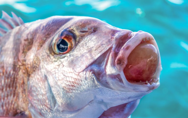 Beating barotrauma with the descender rig - Fish Care