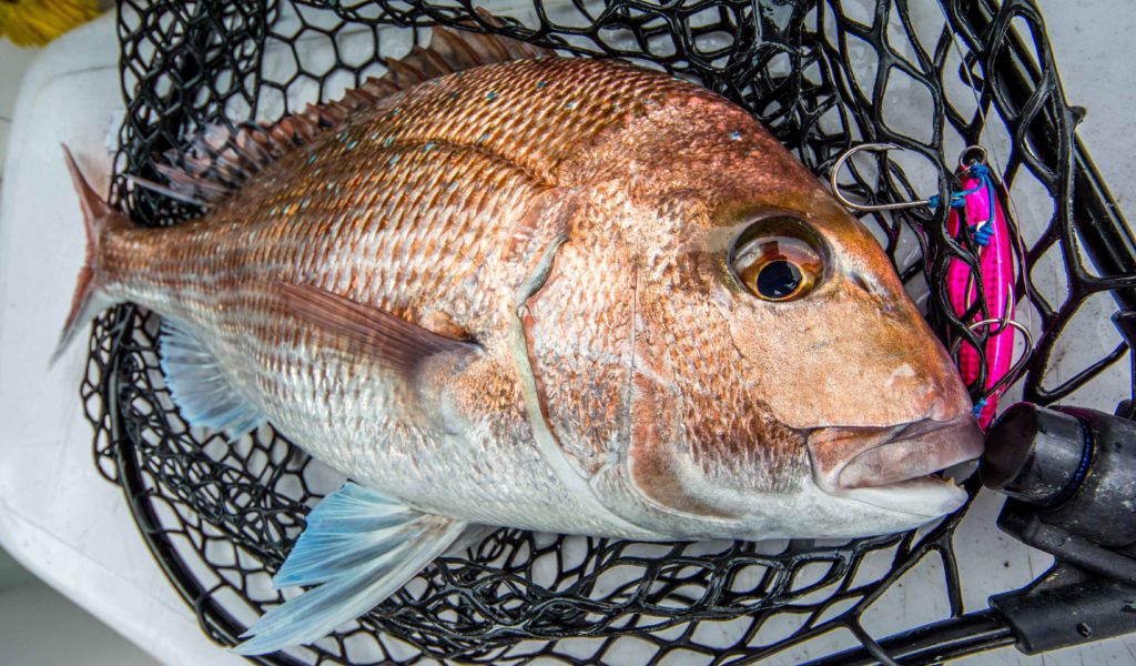 DSC_6568Fish Net Dfish - Fish Care