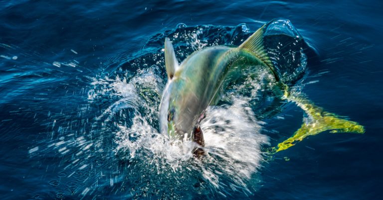 Kingfish Best Practice Guide - Fish Care