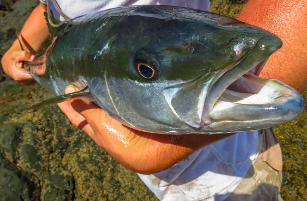 Kingfish Best Practice Guide - Fish Care